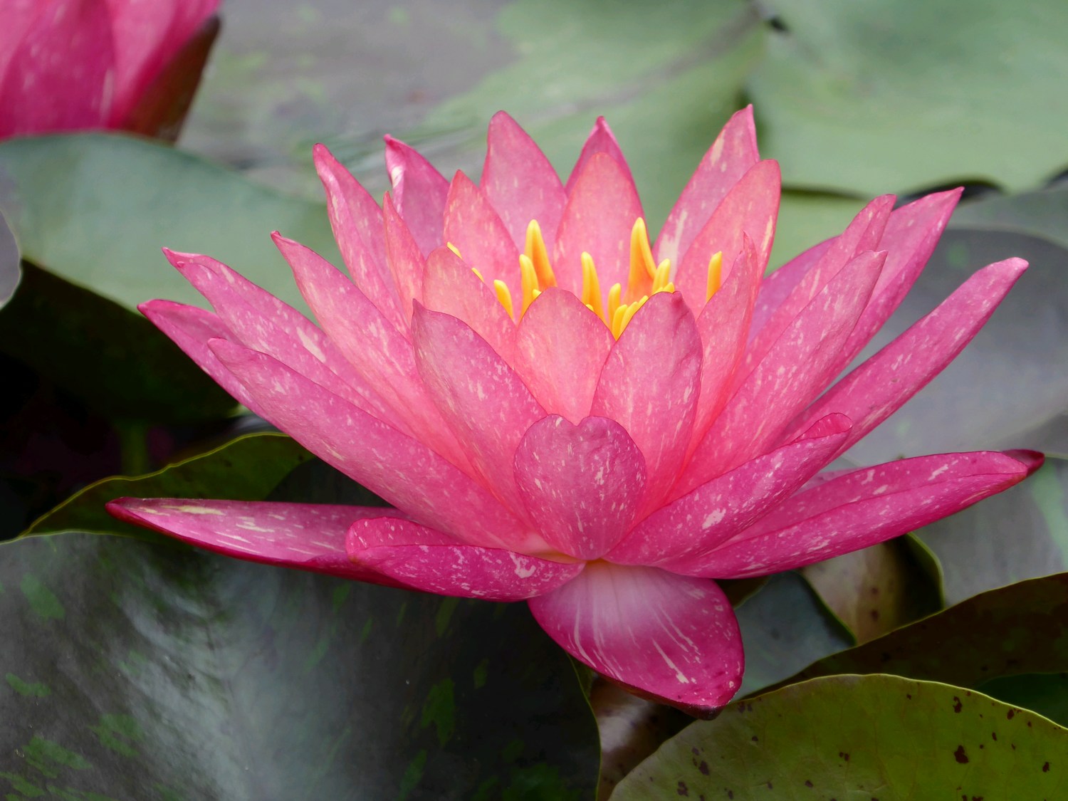 Nymphaea 'Wanvisa' Water Lily | Garden Wildlife