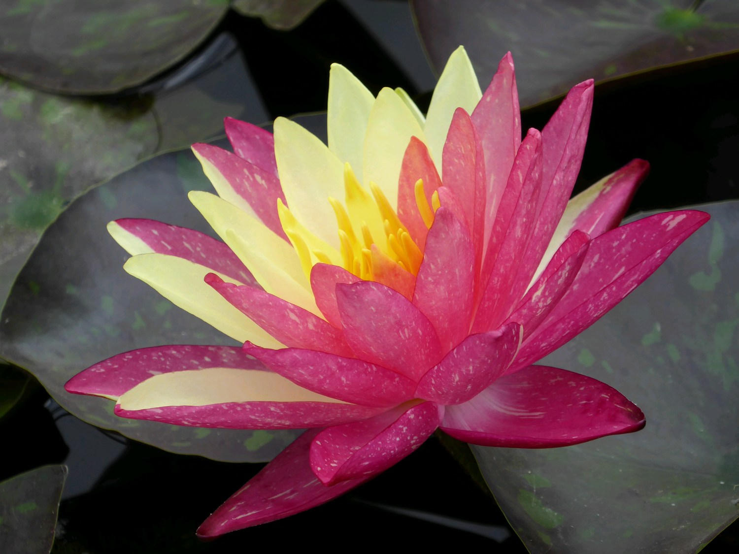 Nymphaea 'Wanvisa' Water Lily | Garden Wildlife
