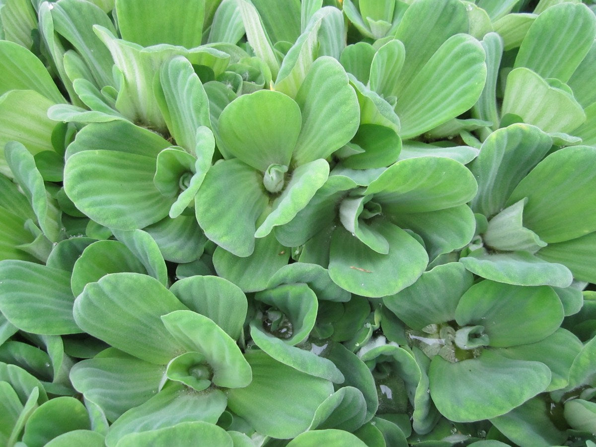 Water Lettuce (Pistia stratiotes) | Garden Wildlife