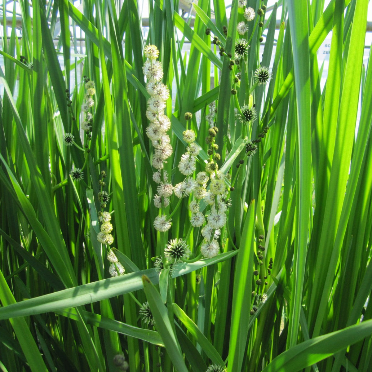 Sparganium erectum (Branched Bur-Reed) - Garden Wildlife