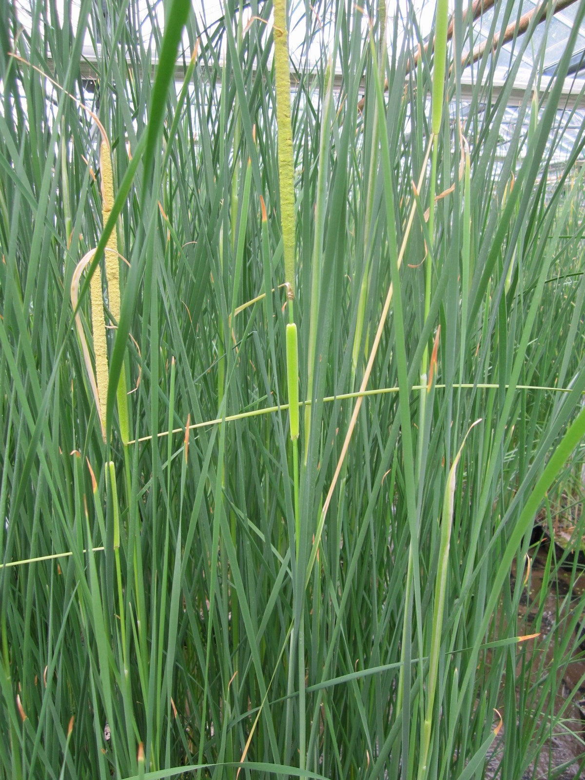 Medium Bulrush (Typha gracilis) | Garden Wildlife