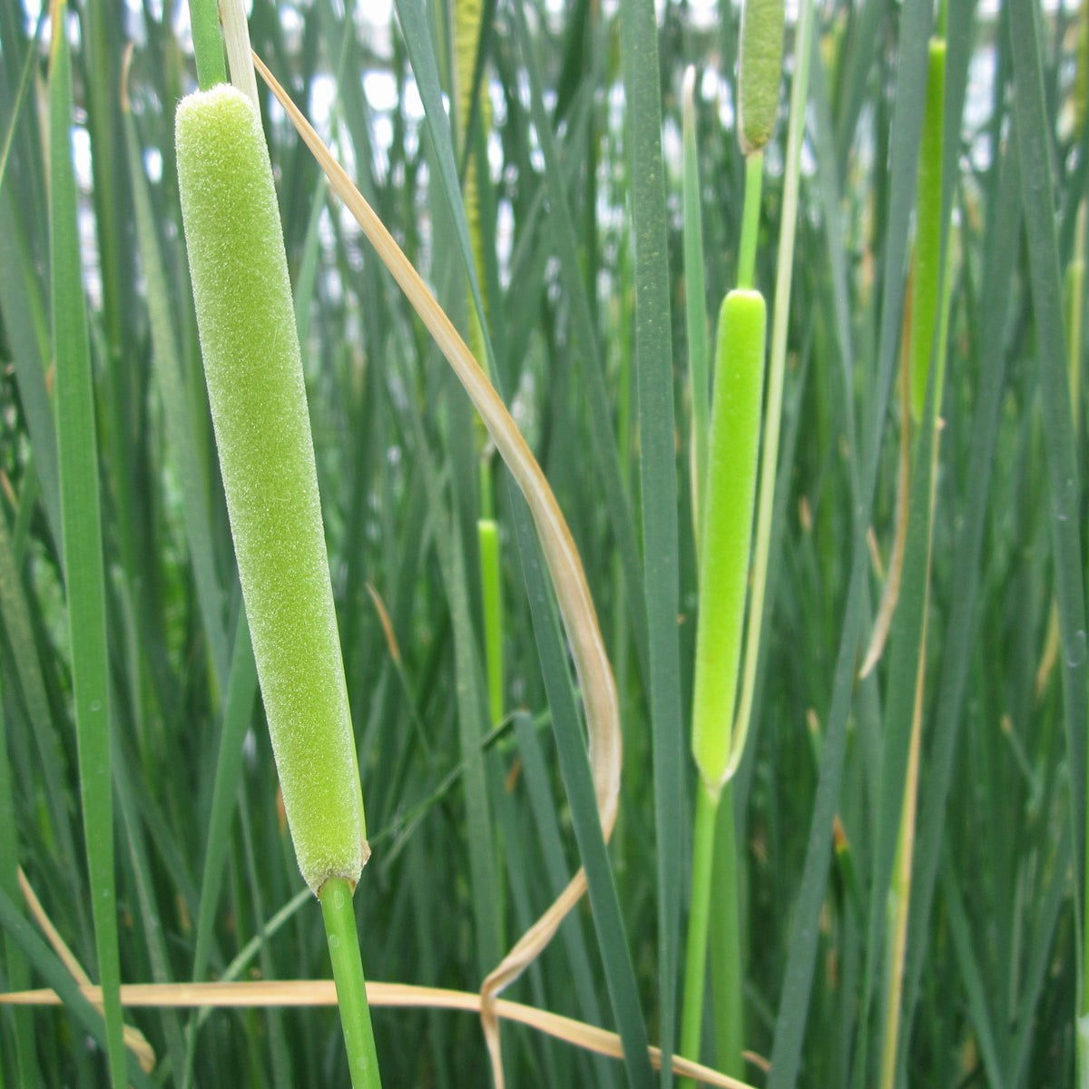 Medium Bulrush (Typha gracilis) | Garden Wildlife