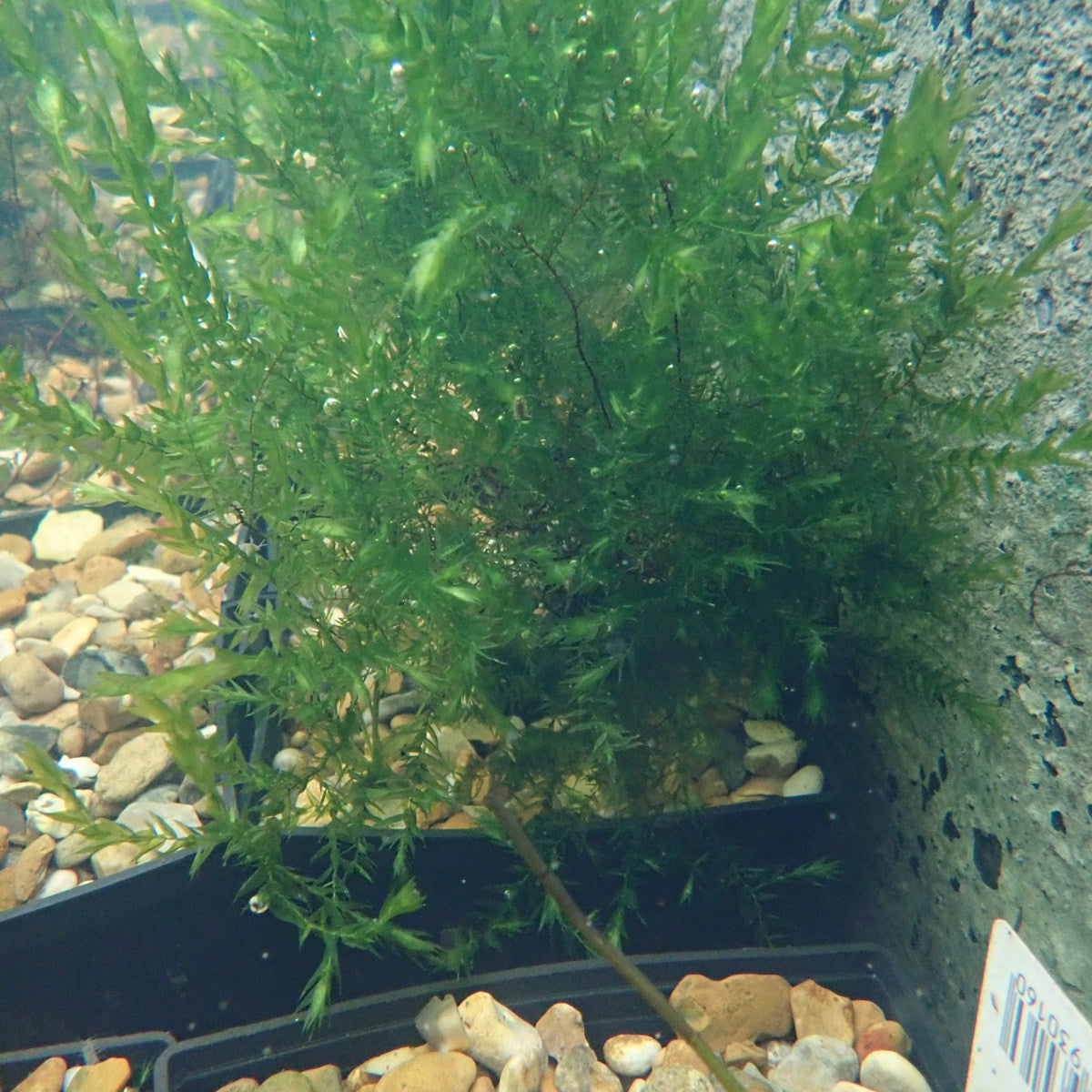 Willow Moss (Fontinalis antipyretica) | Garden Wildlife