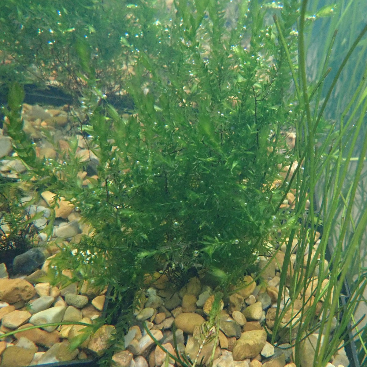 Willow Moss (Fontinalis antipyretica) | Garden Wildlife