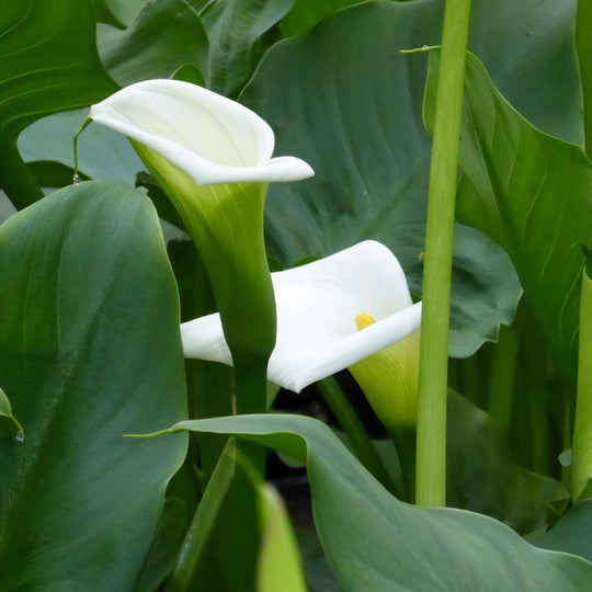 Nestera Raised Chicken Coop – Garden Wildlife